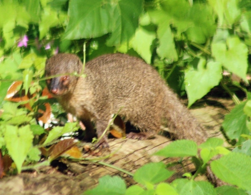 Small Indian Mongoose from 1352-1 Zakimi, Yomitan, Nakagami District ...