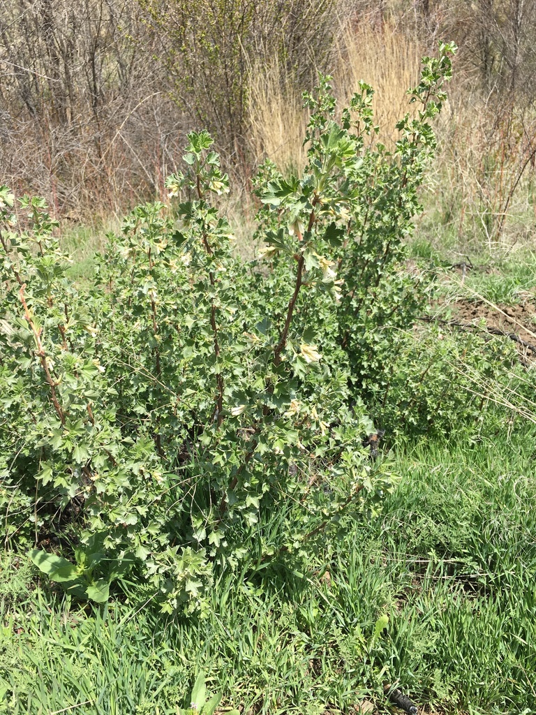 wax currant from Old Durr Rd, Ellensburg, WA, US on April 24, 2022 at ...