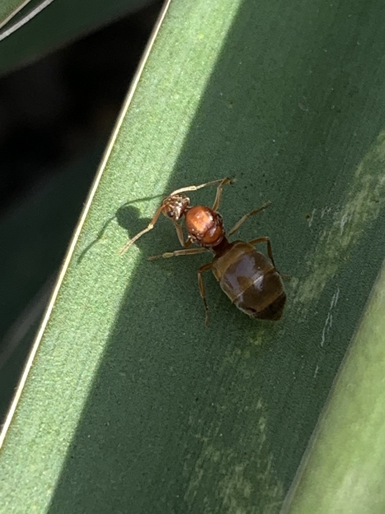 American Winter Ant in April 2022 by Anna Hargrave · iNaturalist