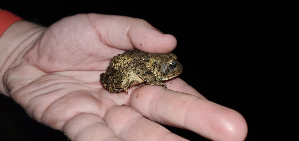 American Toad from Samburg, TN 38232, USA on April 23, 2022 at 10:43 PM ...