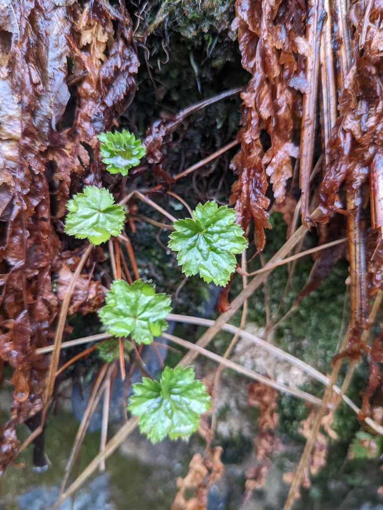 alpine alumroot in April 2022 by Heather Fulton-Bennett · iNaturalist