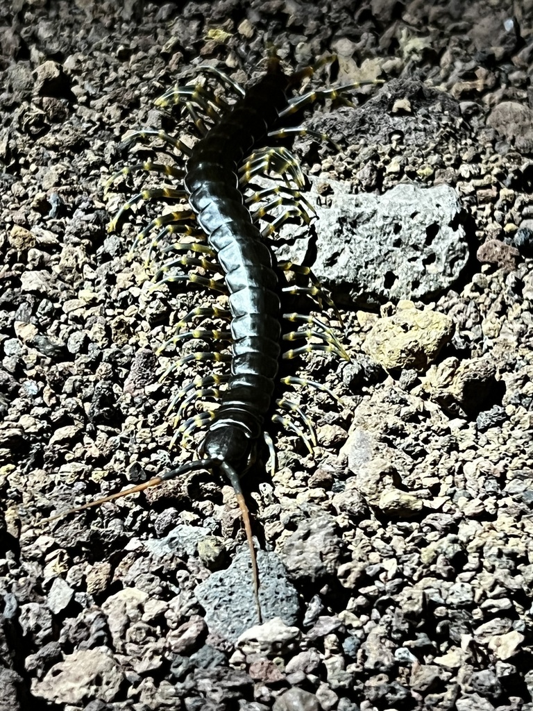 Galápagos centipede from Charles Darwin Foundation, Santa Cruz ...