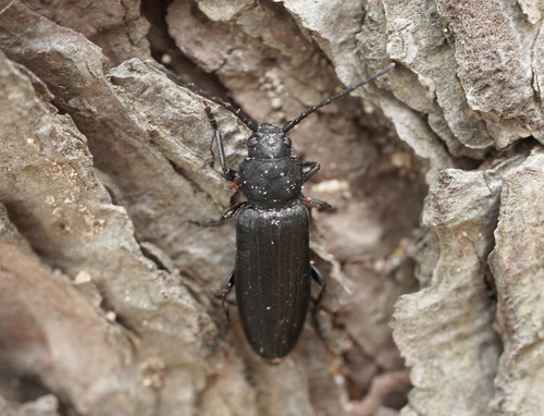 Asemum amurense · iNaturalist