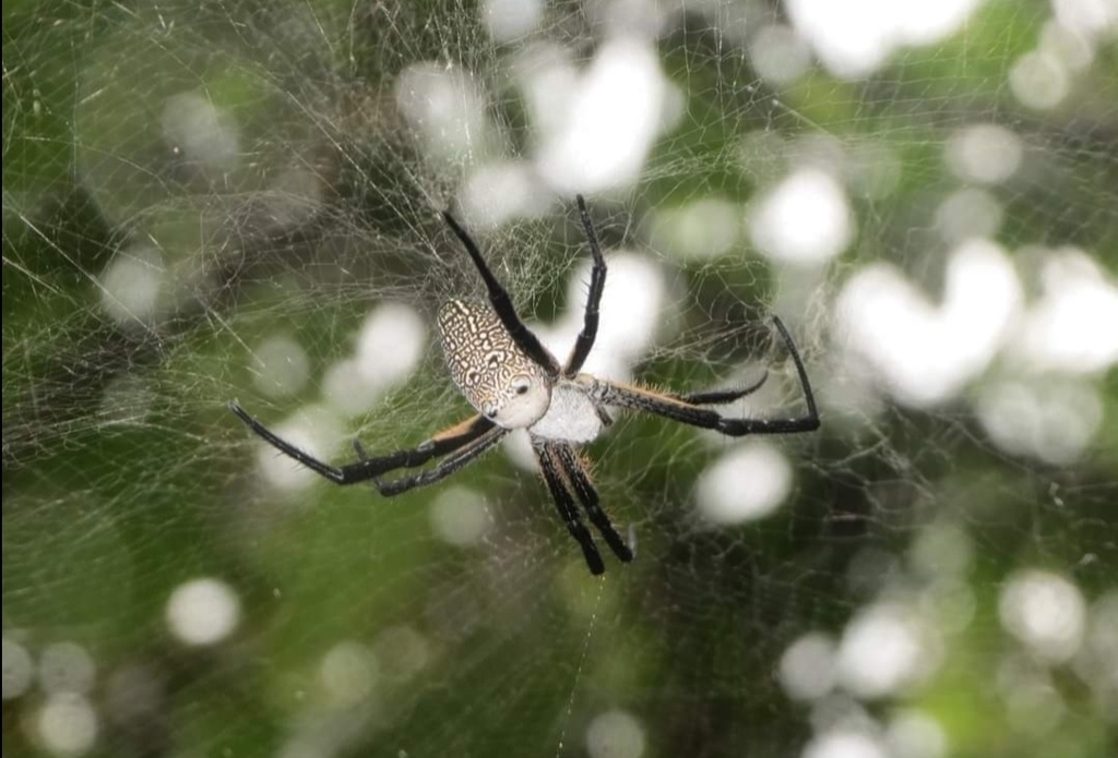 Dome Web Spider from Chiang Mai on April 25, 2016 by Hammy H · iNaturalist