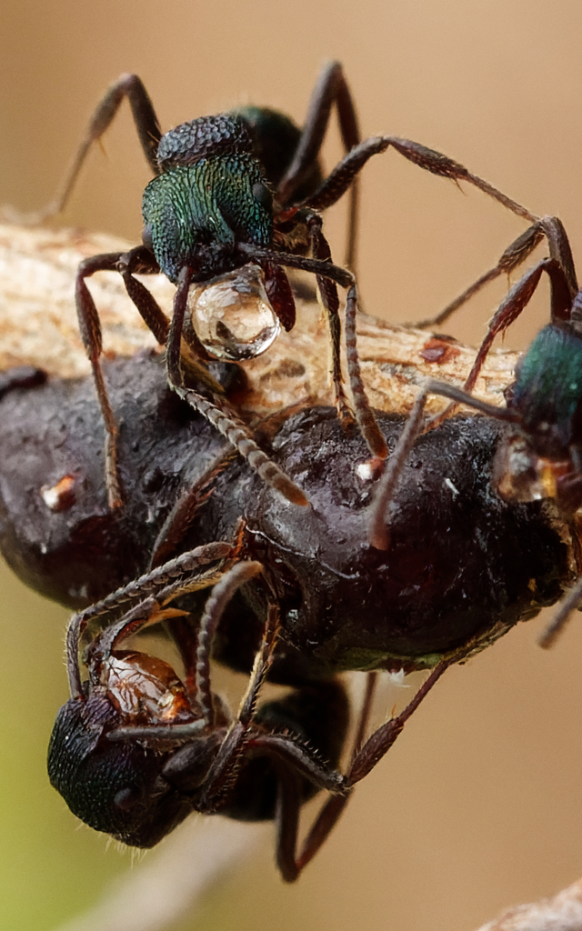 Green-head Ant from Perth WA, Australia on April 25, 2022 at 12:17 PM ...