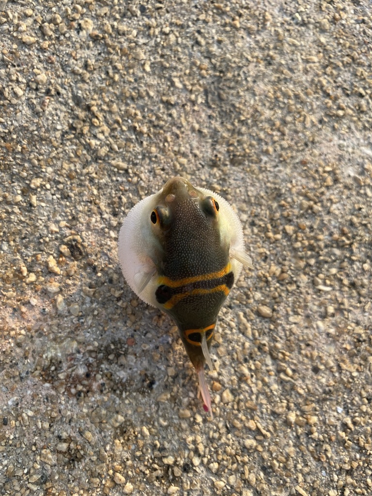 Ocellated Puffer from Dangzai Dao, 路環, MO on September 28, 2021 at 04: ...