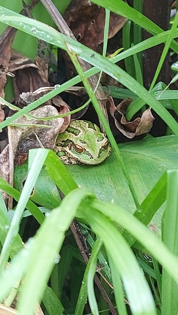 Andean Marsupial Frog in April 2022 by Gaby G · iNaturalist