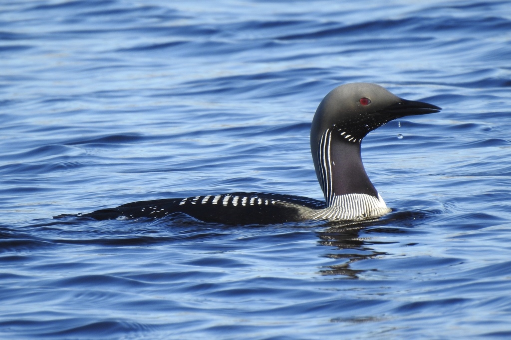 Arctic Loon from Lochindorb, Grantown-on-Spey PH26, UK on April 20 ...