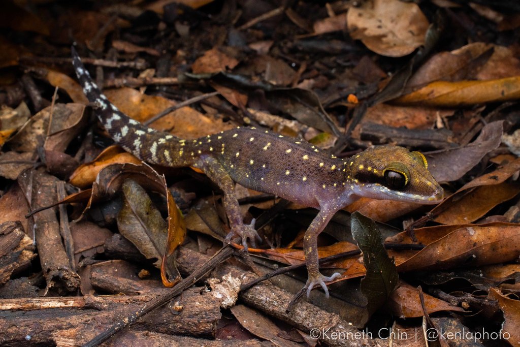 Spotted Bent-toed Gecko from Knuckles, Sri Lanka on April 1, 2022 at 03 ...