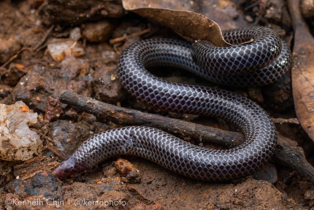 Cuvier's Earth Snake in April 2022 by Kenneth Chin · iNaturalist
