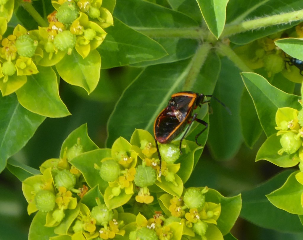 California Bordered Plant Bug from Russel Road, North Auburn, CA, USA ...