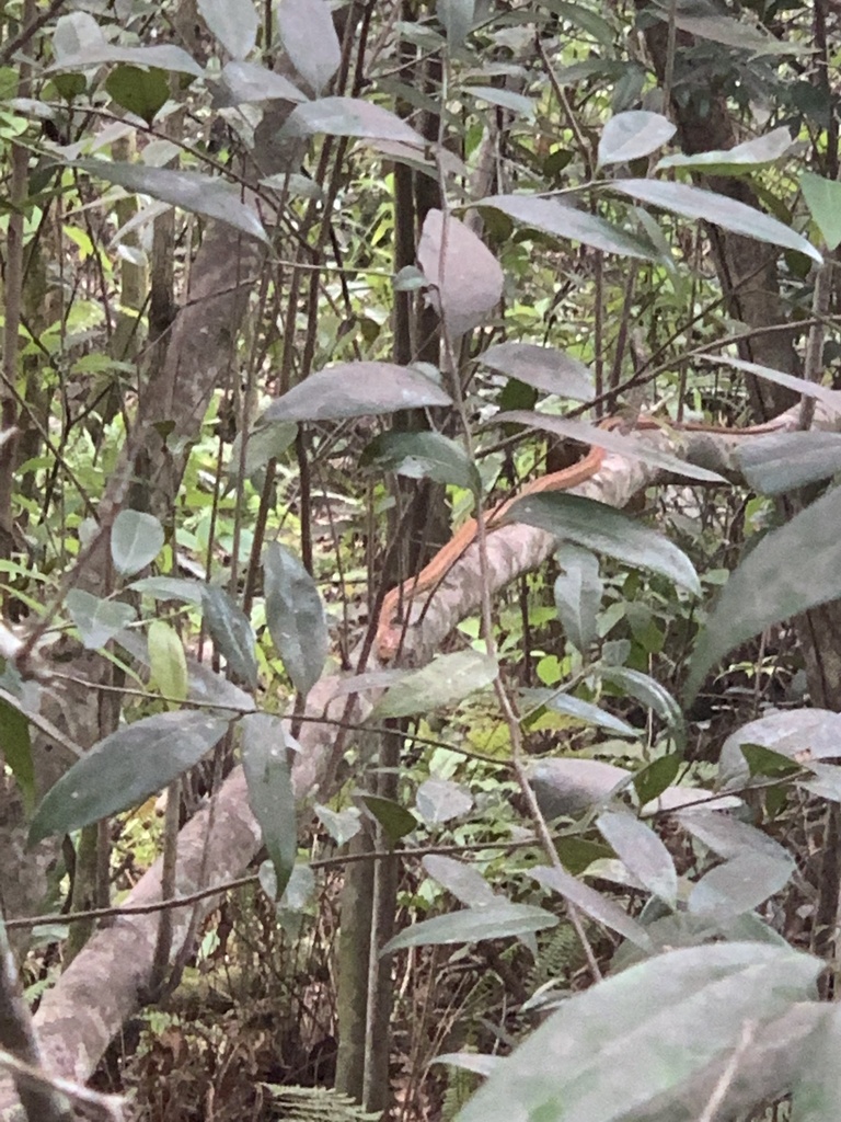 Eastern Ratsnake from S Lyons Rd, Coconut Creek, FL, US on April 21 ...