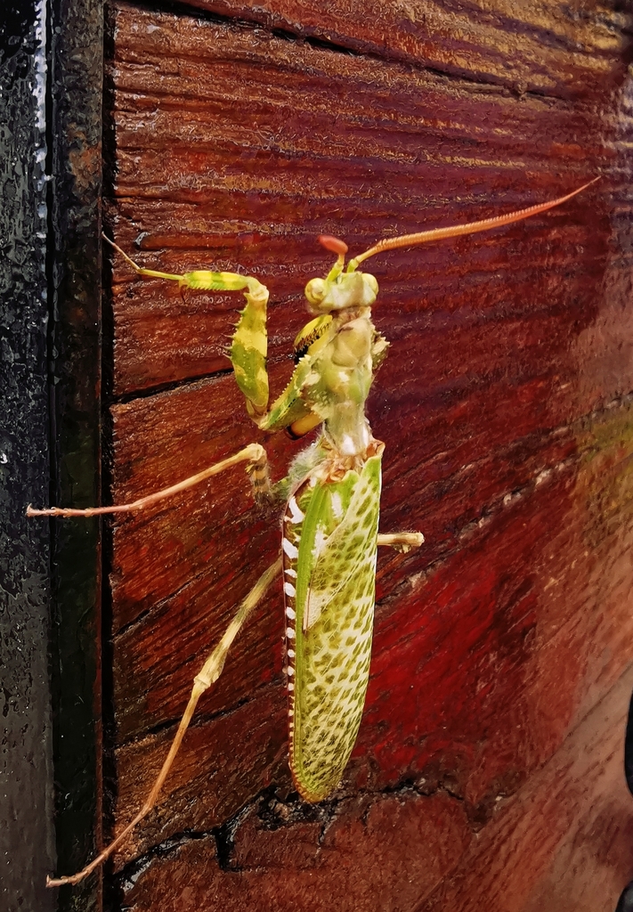 Thistle Mantis from Adeje, Provinz Santa Cruz de Tenerife, Spanien on ...