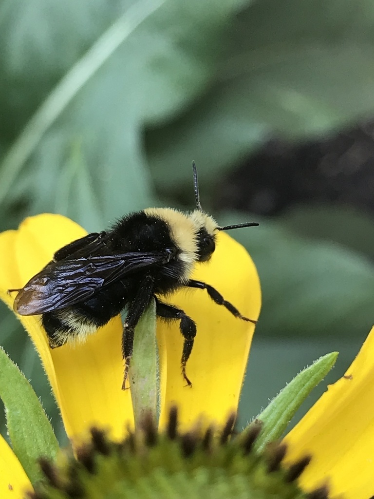 Yellow-faced Bumble Bee (Yosemite National Park Bumble Bee Guide 🐝 ...