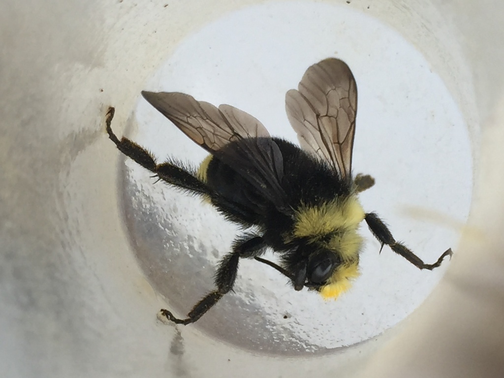 Yellow-faced Bumble Bee (Yosemite National Park Bumble Bee Guide 🐝 ...
