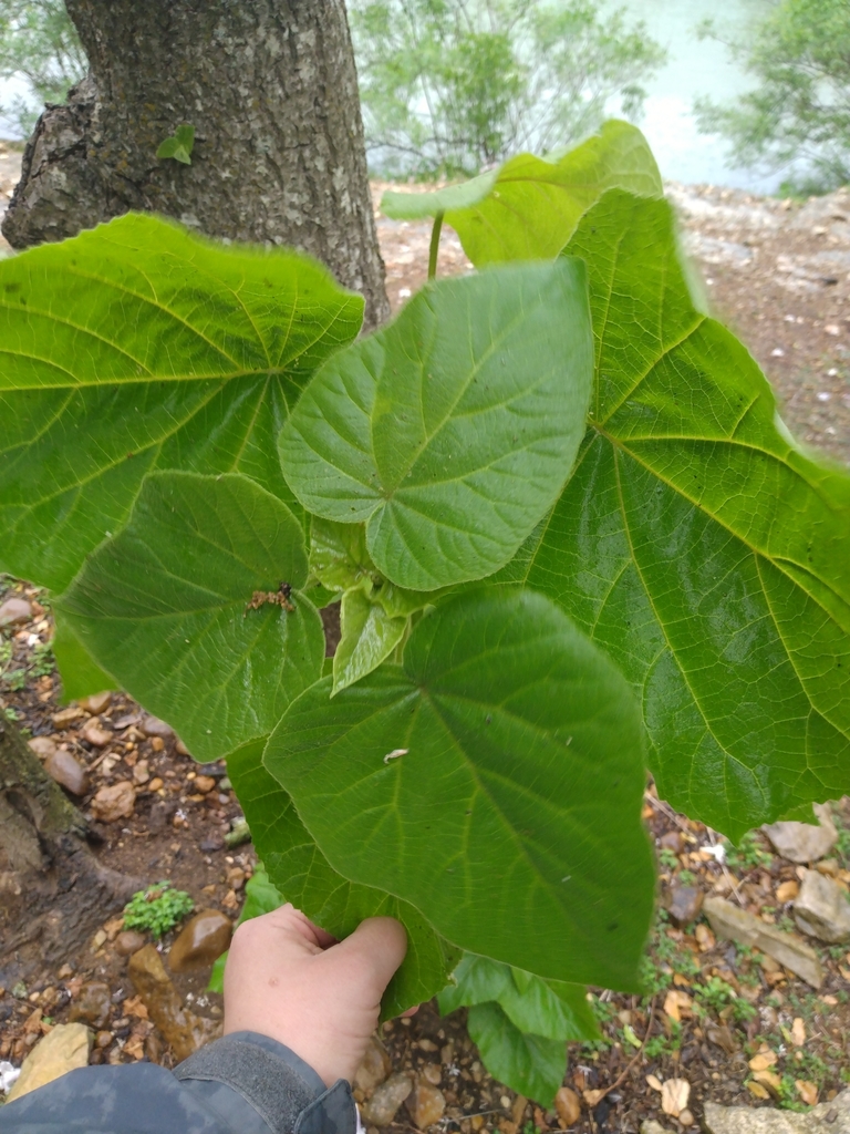 princess tree from Leon Springs on April 21, 2022 at 09:33 AM by Laura ...