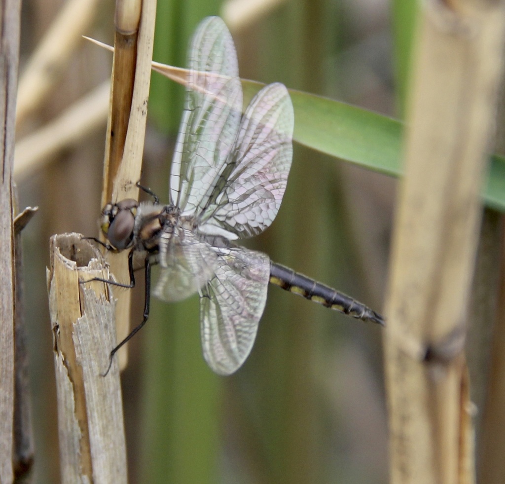 Common Baskettail from Malaga, Malaga, NJ, US on April 25, 2022 at 03: ...