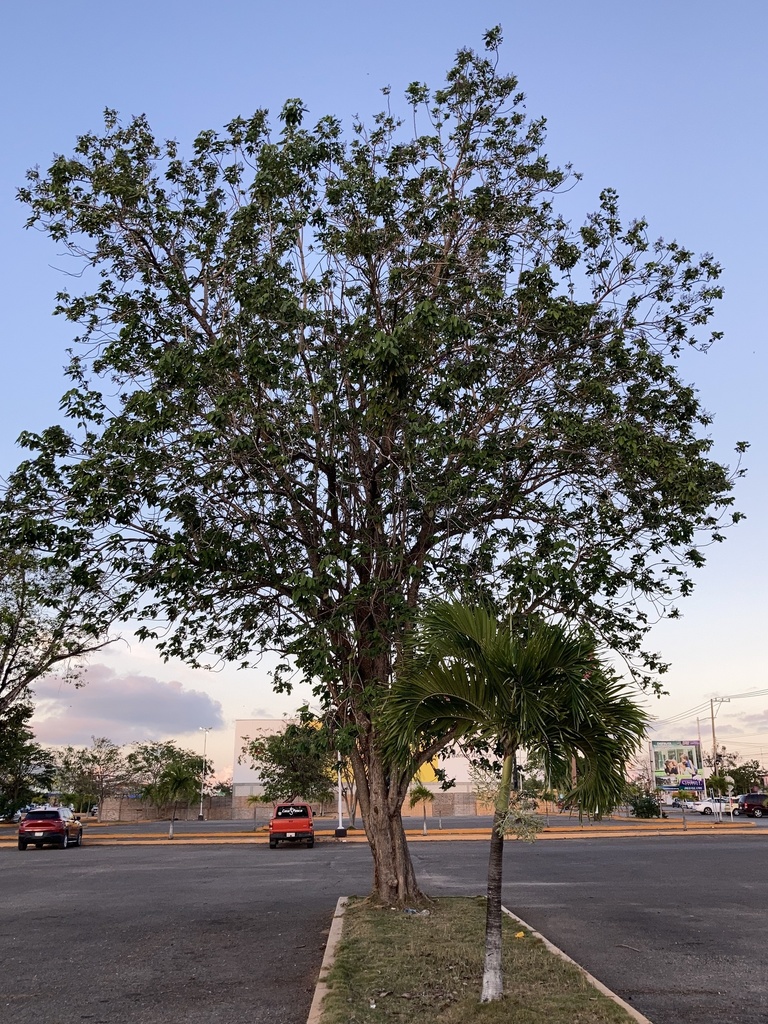 Vitex gaumeri in April 2022 by José Rogelio Cedeño Vázquez · iNaturalist