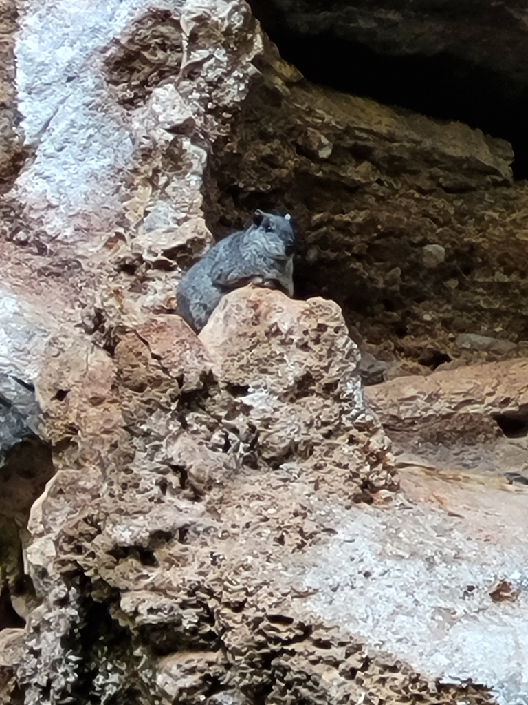 Acrobatic Cavy from Guarani de Goiás - GO, 73910-000, Brasil on April ...