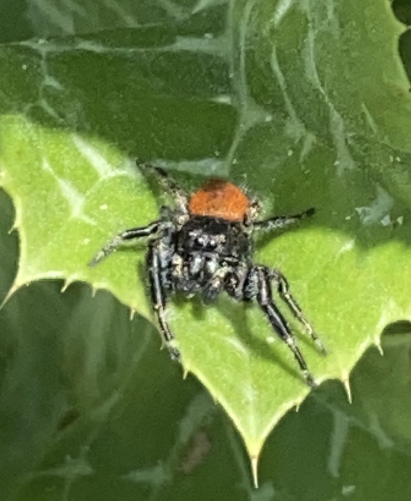 Johnson's Jumping Spider from Discovery Park, Sacramento, CA, US on ...
