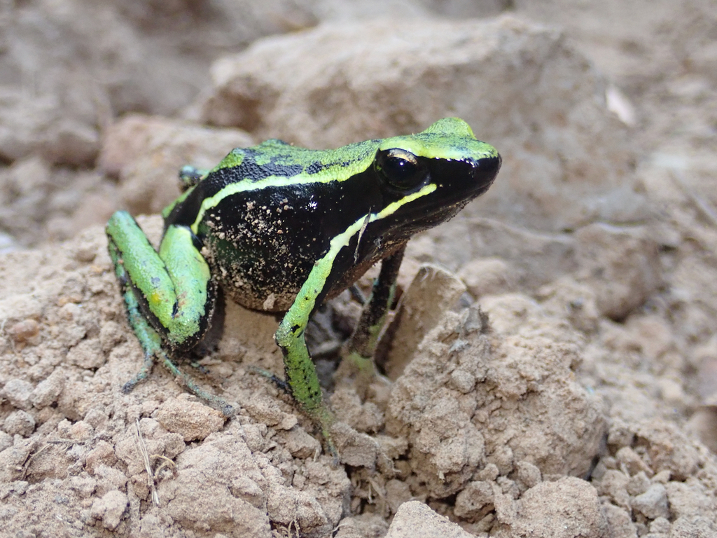 Three-striped Poison Frog from Puerto Inca Province, Peru on August 28 ...
