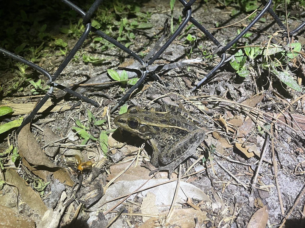 Southern Leopard Frog from Douglas Ave, Altamonte Springs, FL, US on ...