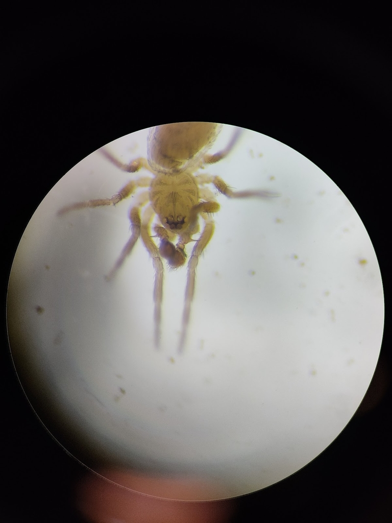 Comb-tailed Spiders from Ensenada, Provincia de Buenos Aires, Argentina ...
