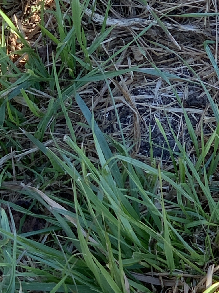 monocots from Lee Rd, Watsonville, CA, US on March 22, 2022 at 09:10 AM by ZTE Torres · iNaturalist