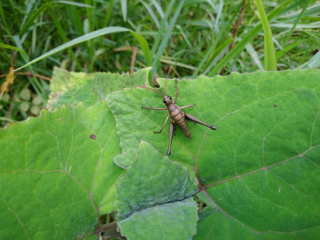 Grasshoppers, Crickets, and Katydids from Mindo, Ecuador on April 23 ...