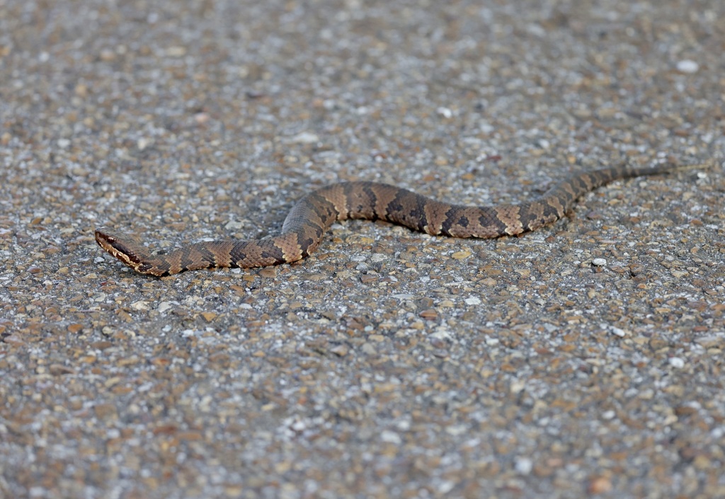 Northern Cottonmouth from Haywood County, TN, USA on April 22, 2022 at ...
