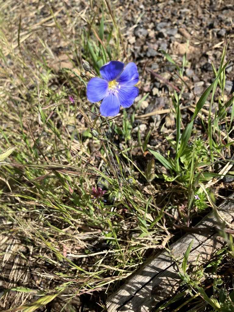 Lewis flax from Atlas Peak, Napa, CA, US on April 25, 2022 at 09:40 AM ...