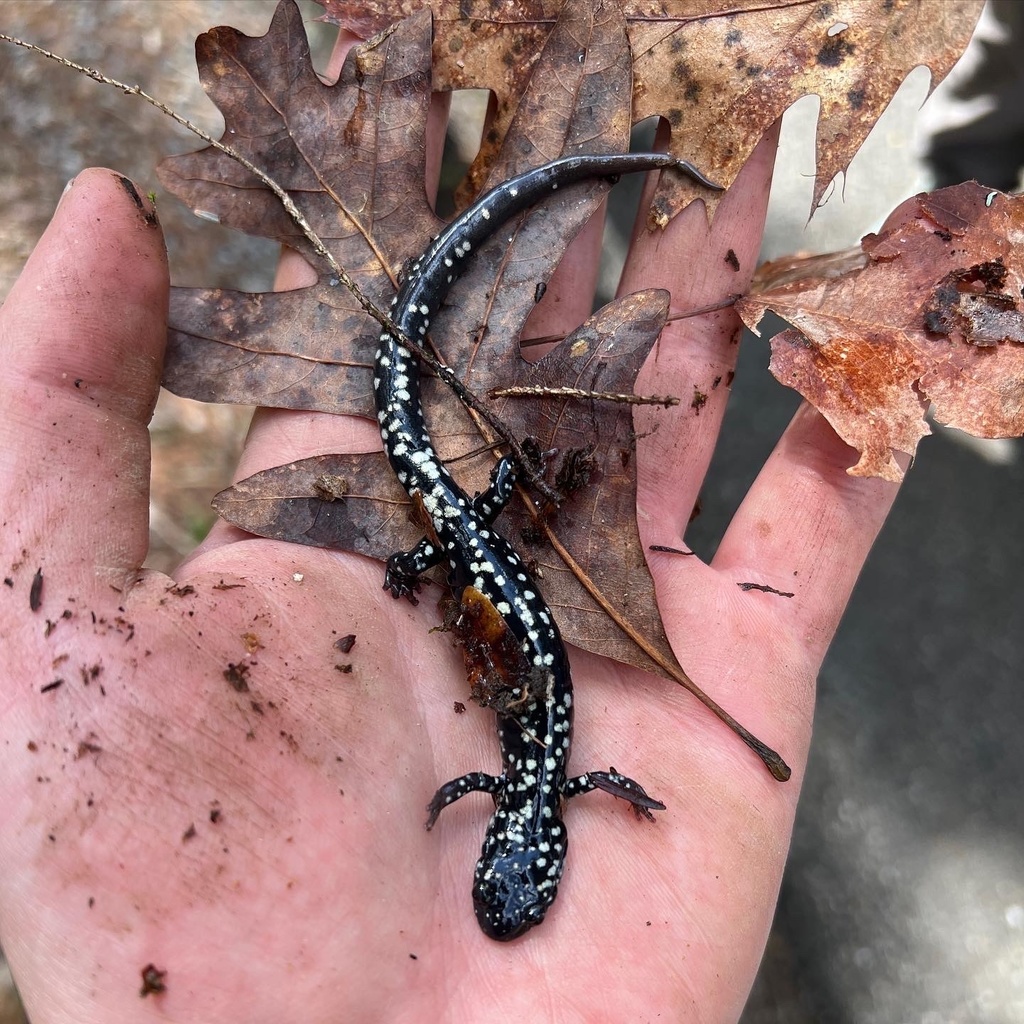 Northern Slimy Salamander in April 2022 by Kyle Klotz · iNaturalist