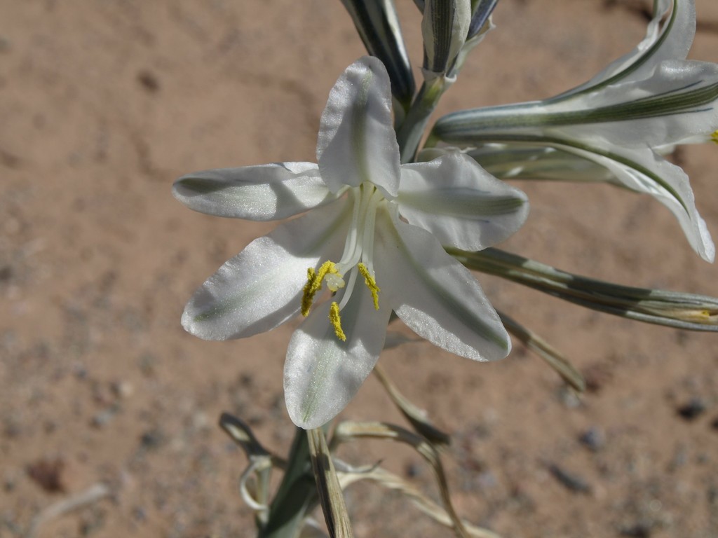 desert lily from Yuma County, AZ, USA on March 04, 2008 at 12:35 PM by ...