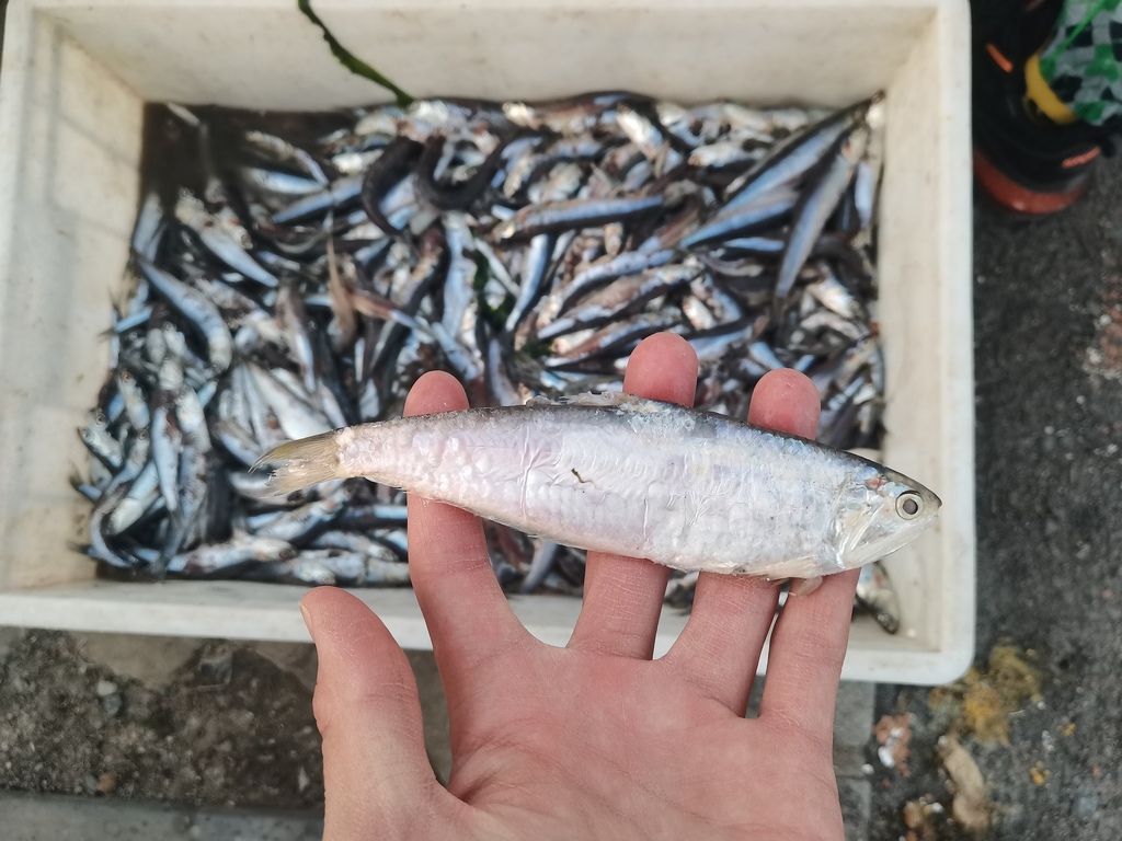 Common Hairfin Anchovy from Dalian, Liaoning, China on April 23, 2022 ...