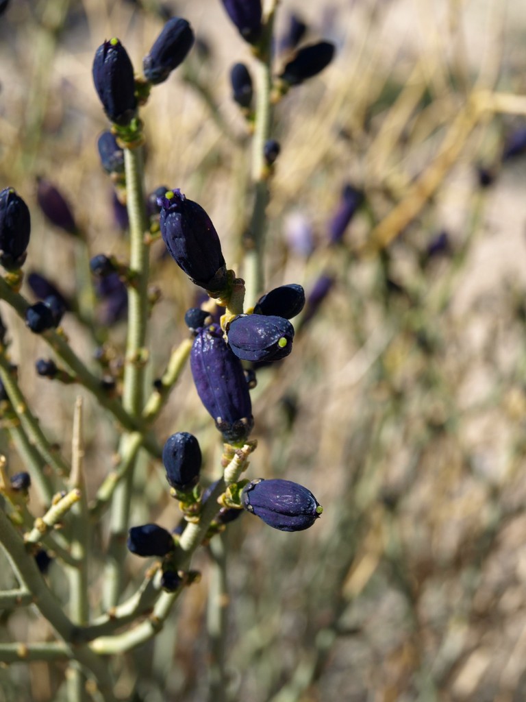 Turpentine Broom from San Bernardino County, CA, USA on February 27 ...