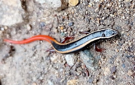 Two-striped Lesser Galliwasp in April 2022 by Silvia Figueroa · iNaturalist