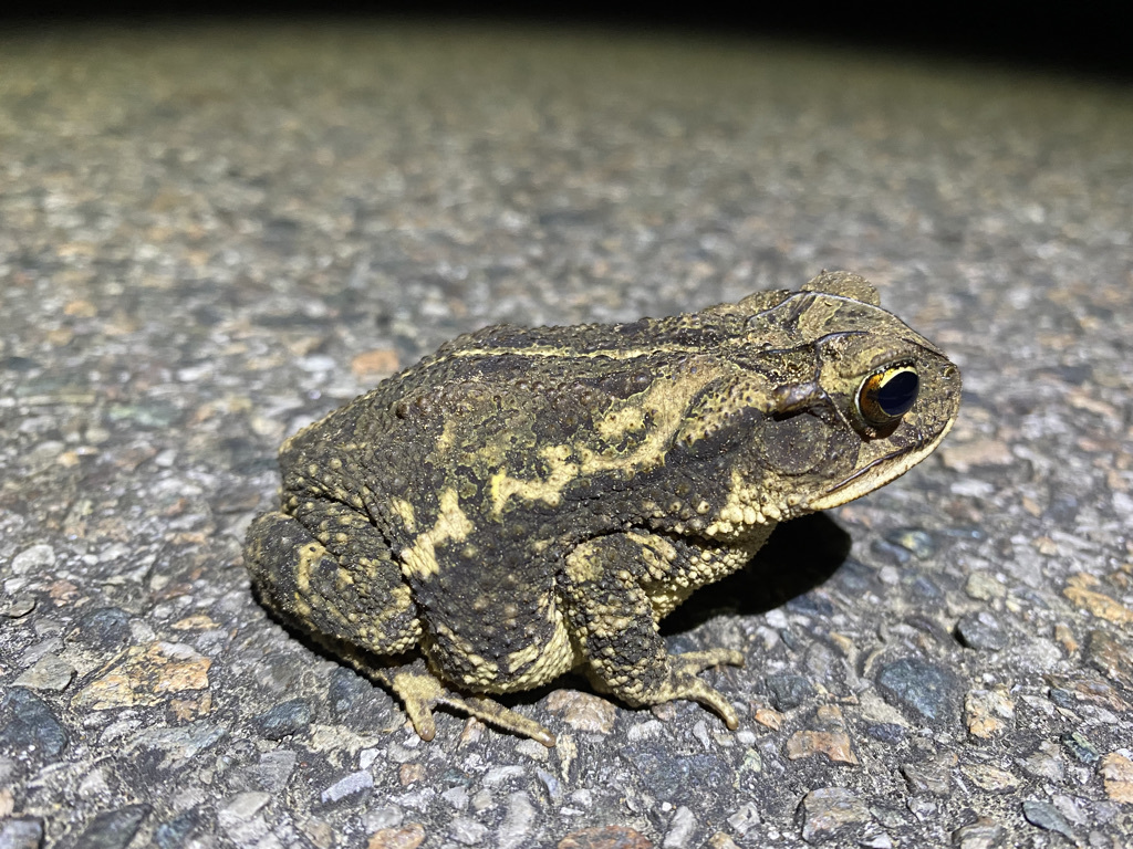 Gulf Coast Toad from Hardin County, TX, USA on April 23, 2022 at 09:09 ...