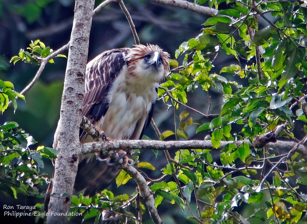 Philippine Eagle in August 2020 by Rowell Lemente Taraya (Ron ...