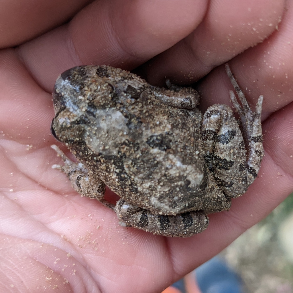 Ornate Burrowing Frog from Recreation Reserve, Karara QLD 4352 ...