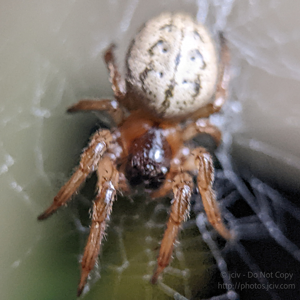 Metazygia wittfeldae from Mission, TX, USA on April 25, 2022 at 08:36 ...