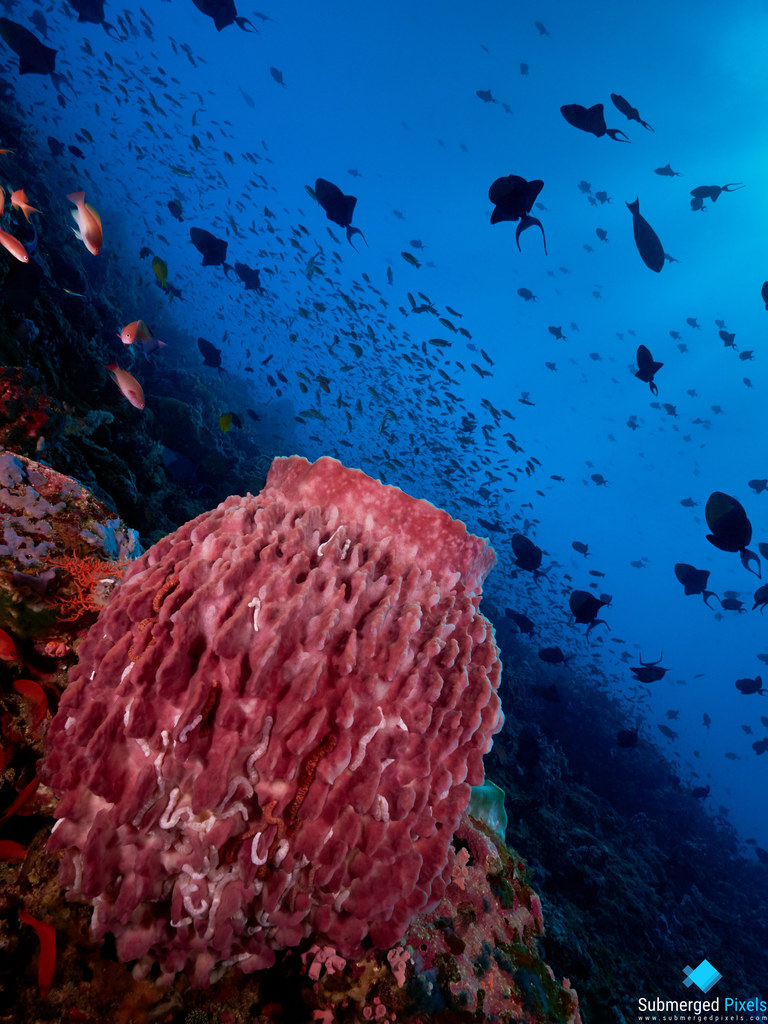 Giant Barrel Sponge from Batangas, Philippines on March 23, 2019 at 09: ...