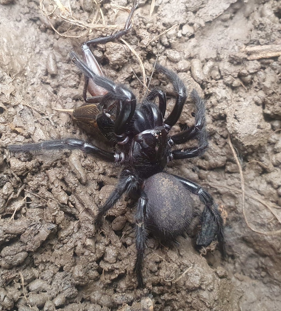 Sydney Funnel-web Spider from Mulgoa Nature Reserve, Mulgoa, NSW, AU on ...