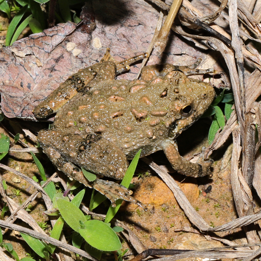 Northern Cricket Frog from Gordon County, GA, USA on April 28, 2021 at ...