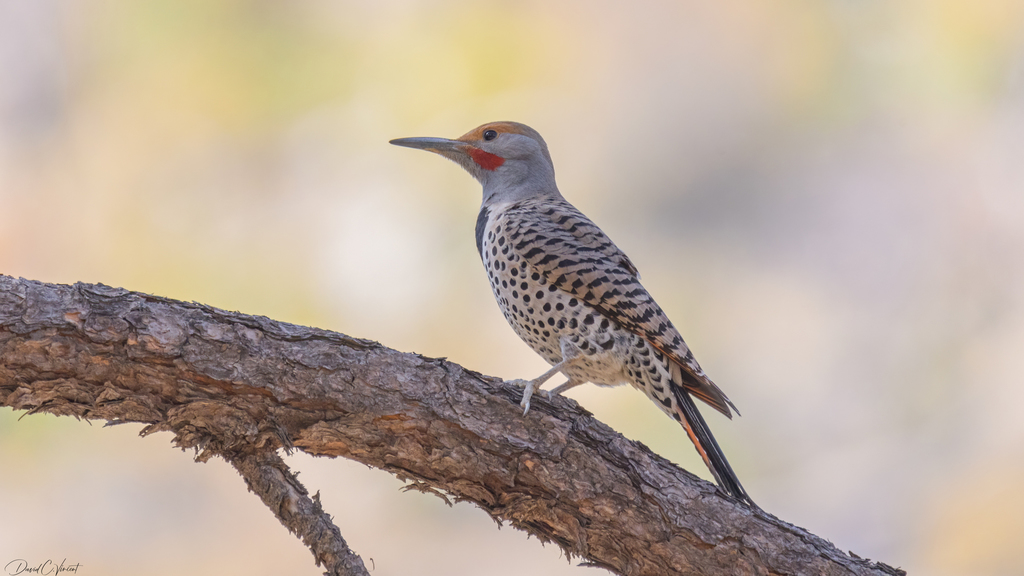 Northern Flicker from Mt Lemmon, AZ 85619, USA on April 25, 2022 at 03: ...