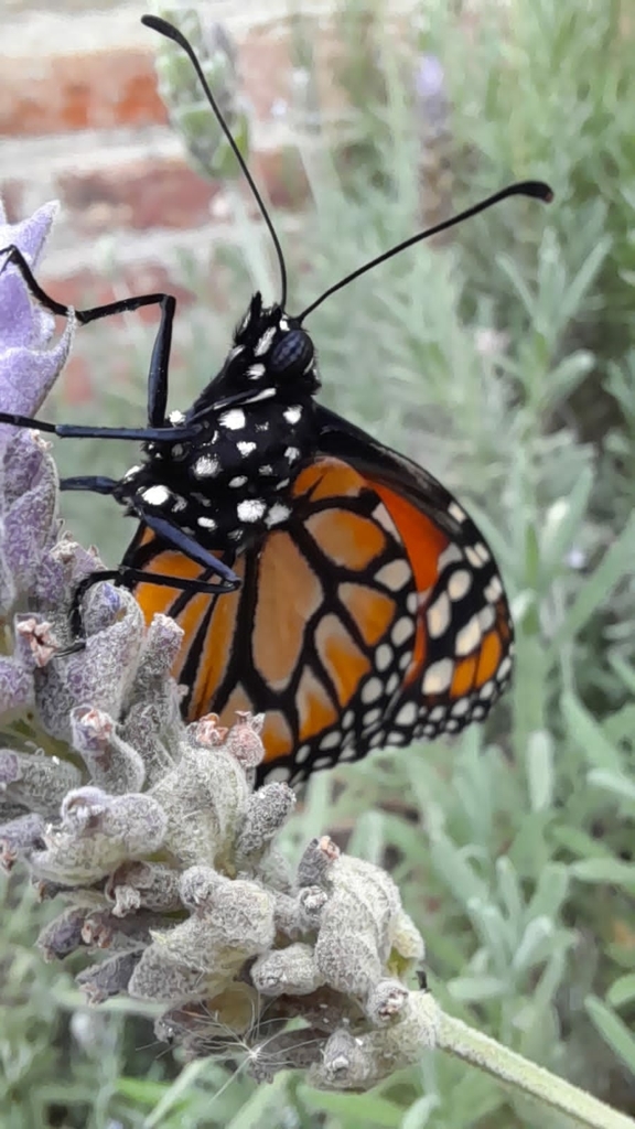 Southern Monarch from Martínez & Primero de Mayo on March 25, 2022 by ...