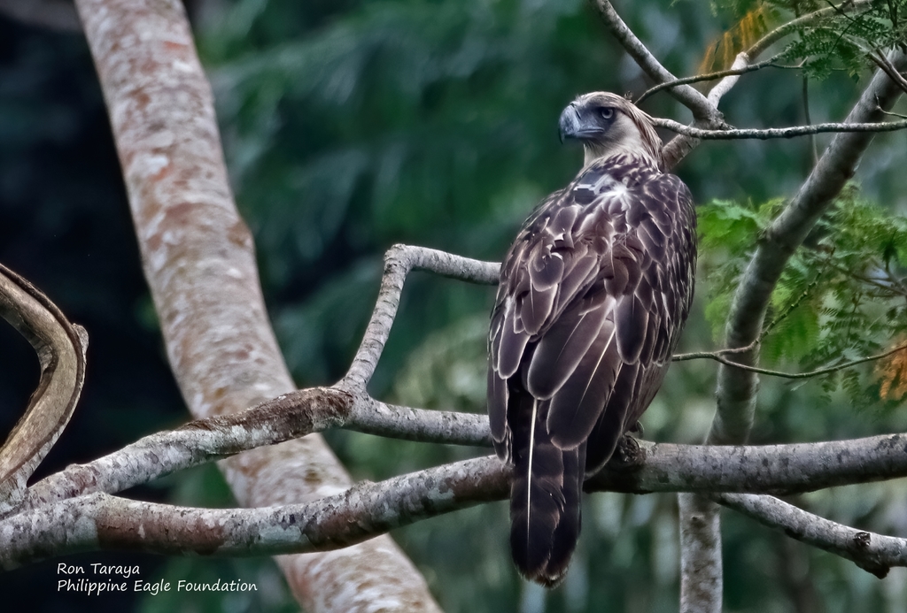 Philippine Eagle in October 2020 by Rowell Lemente Taraya (Ron ...