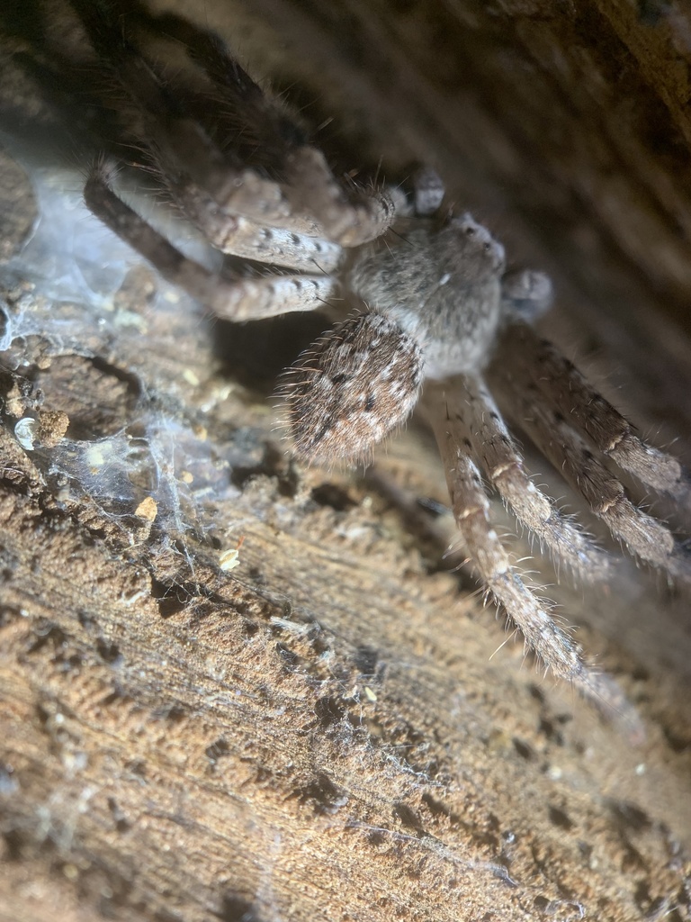 Victorian Huntsman Spider from Osborne Ave, McKinnon, VIC, AU on April ...