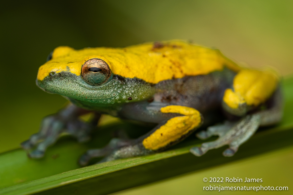 Bladder Reed Frog in March 2022 by Robin James · iNaturalist