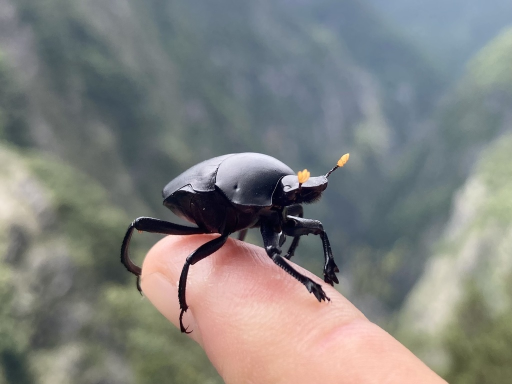 Paragymnopleurus from Taroko National Park, Sioulin Township, TW on ...