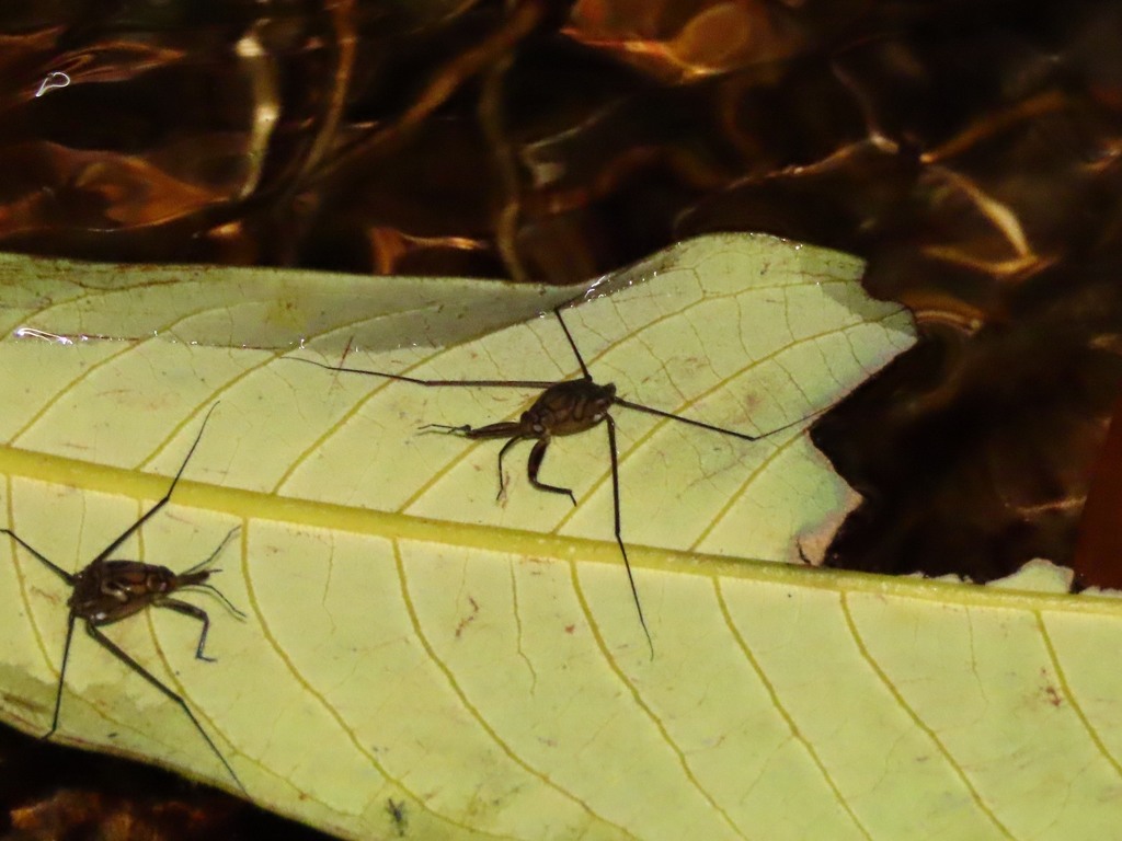 Metrocoris esakii from Tai Mo Shan, Hong Kong on April 15, 2022 at 08: ...